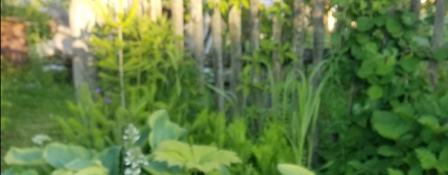 Живой сад Ольги Корябкиной