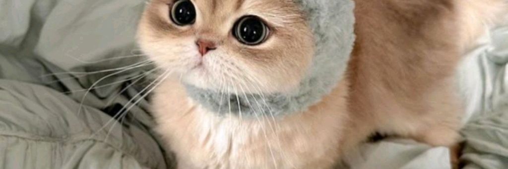 ⁠✿♡Miako♡✿