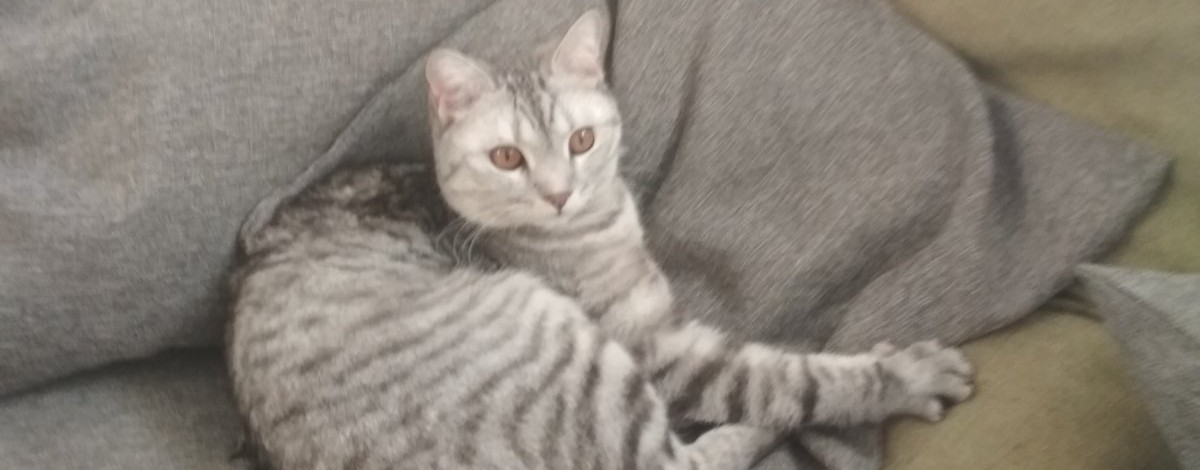 Всякая Всячина от Сириуса