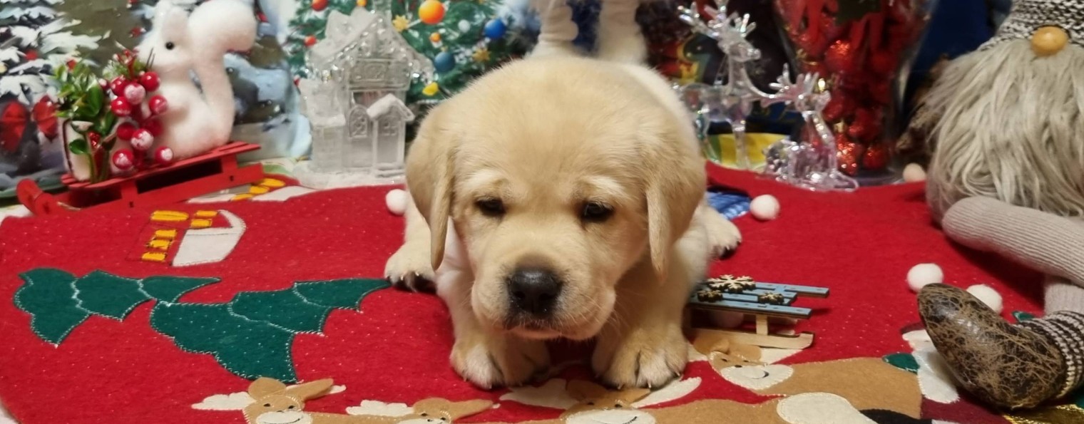 ПИТОМНИК ЛАБРАДОРОВ ЛАПУС ЛАБР