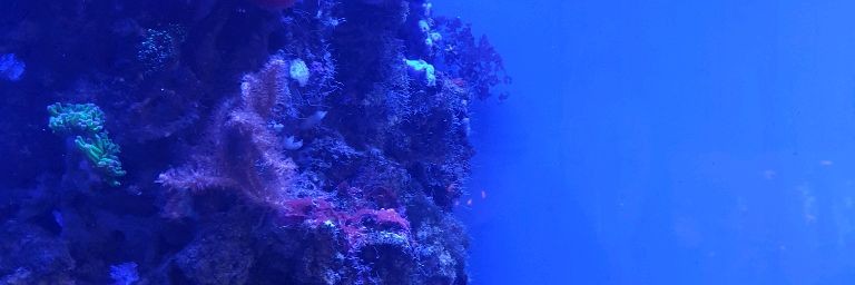 Victoria's. Русалочья Магия 🧜♀️🌟