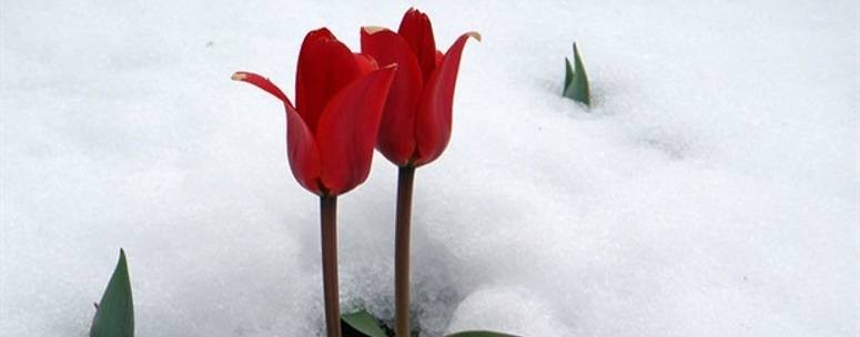 Ноты СЕРДЦА  Анатолий Л.