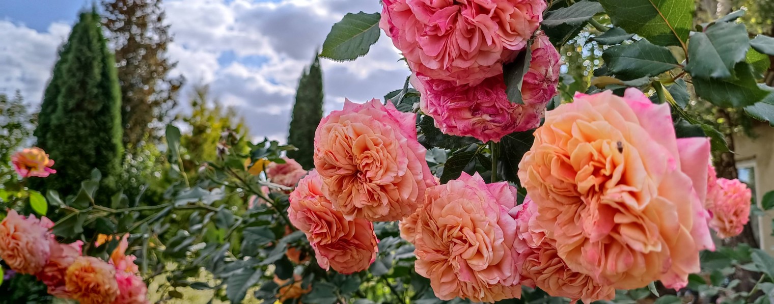 Розы от Макса