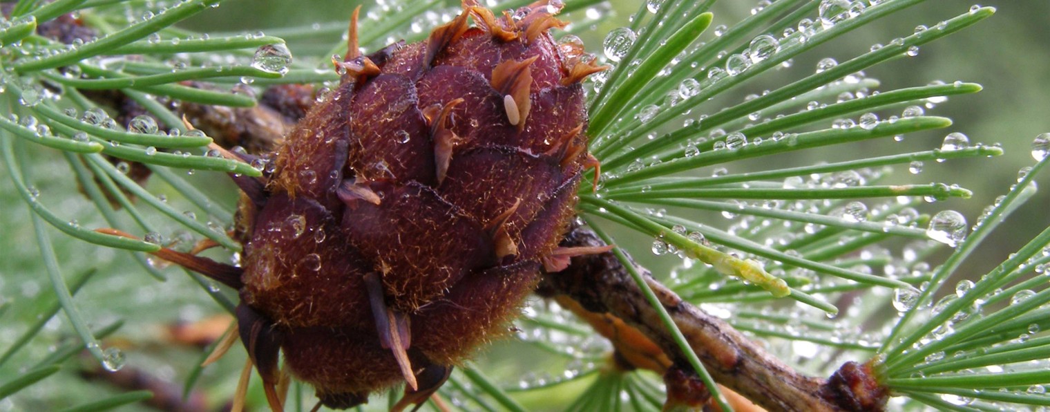 Моя Бурятия