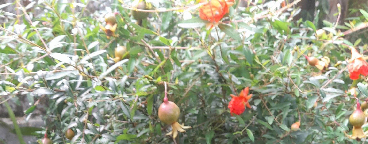 Зеленый уголок у Леси