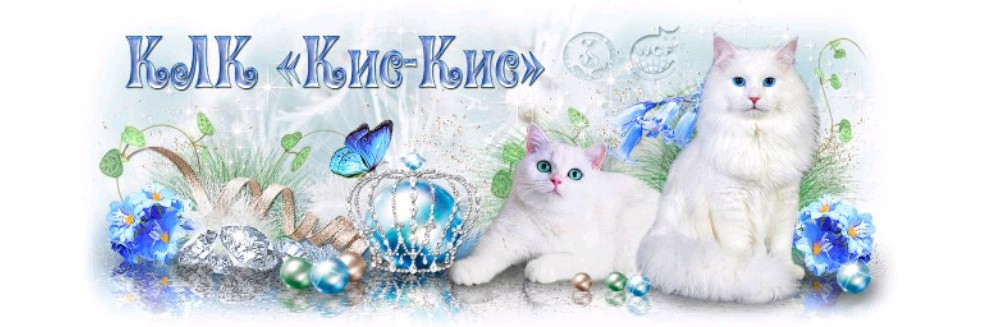 КЛК Кис-Кис