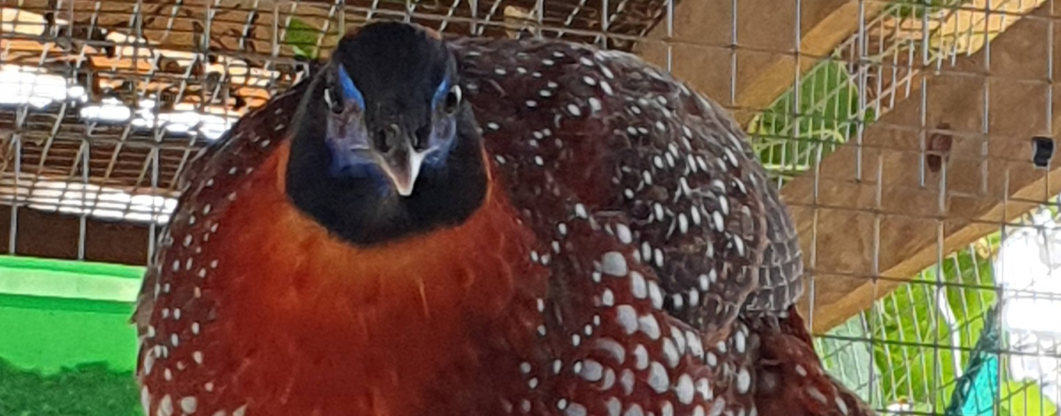 Питомник редких пород кур,Беларусь, Атрощенко Елен