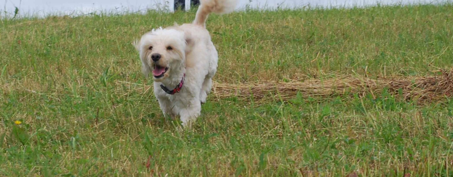 Кудрявый пудель