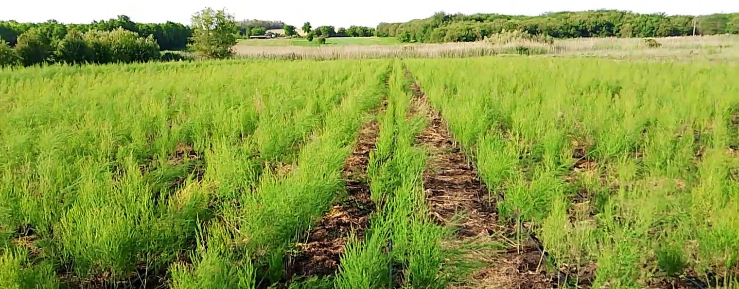 СПАРЖА В РОССИИ