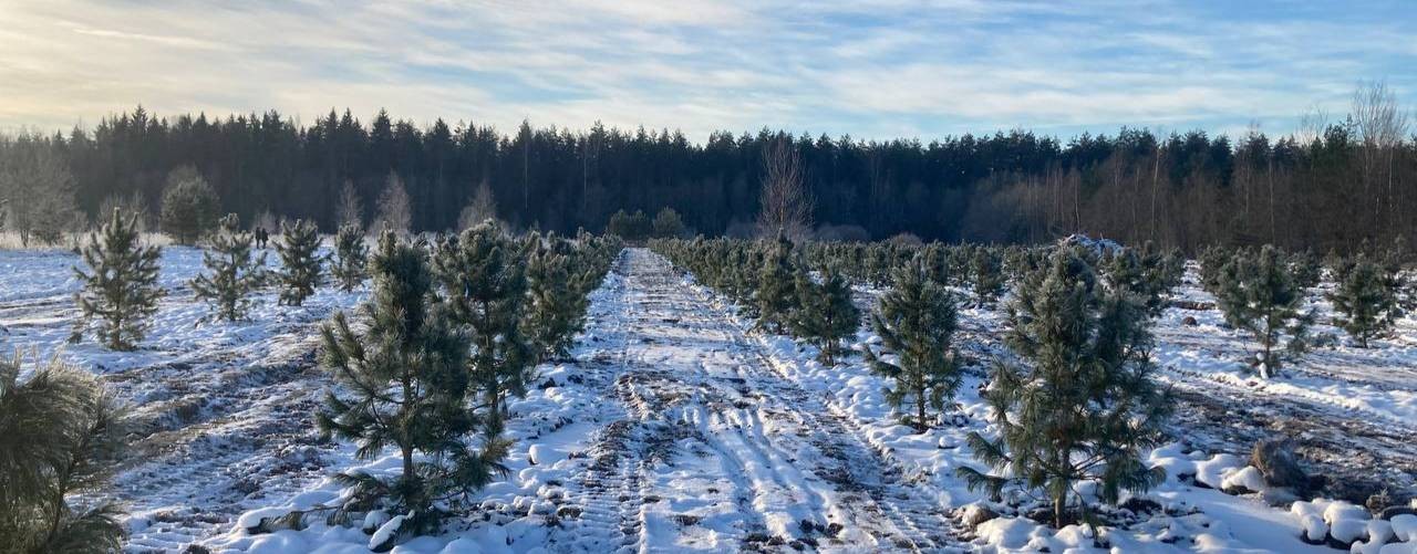 питомник деревьев Сервис БиС