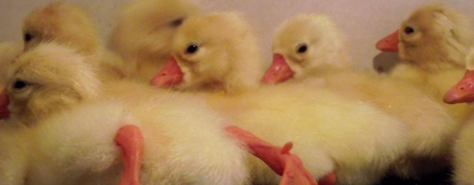 Инкубаторы Владимира Коробкова.