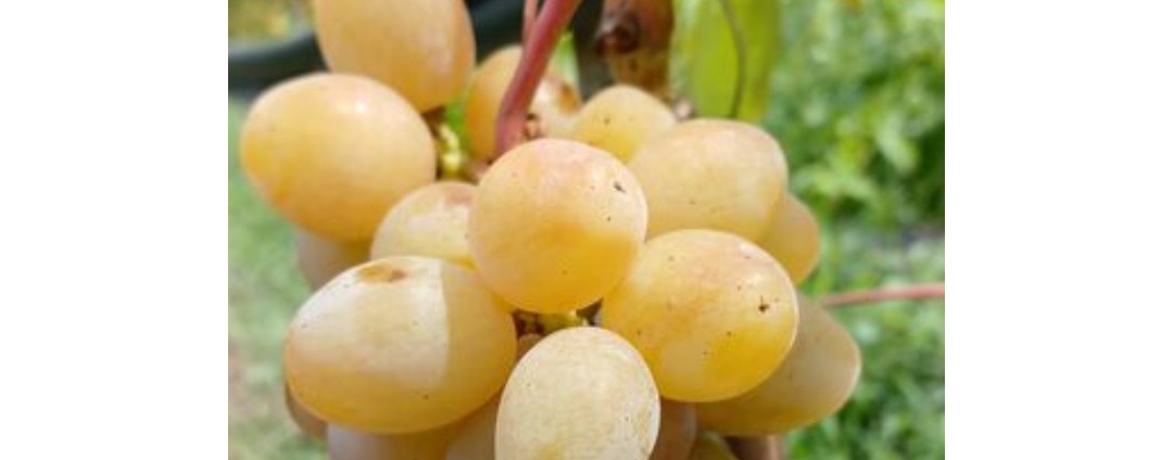 Юрий Ефремов. Виноград