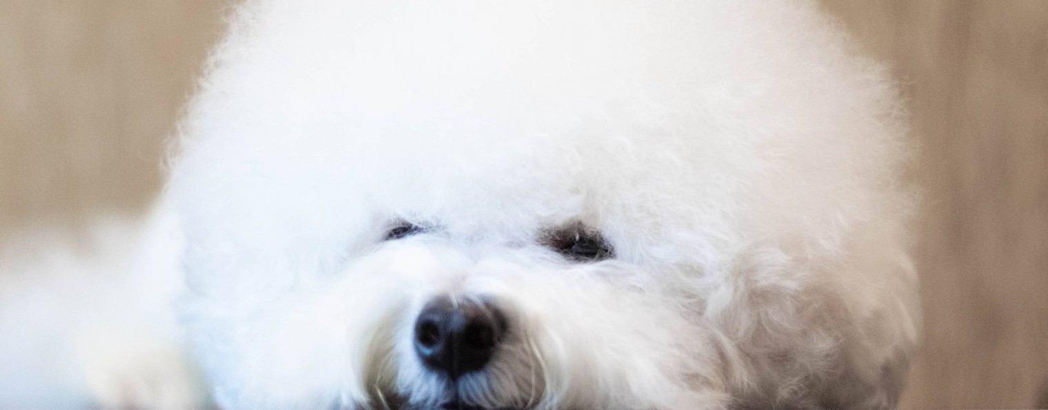 Honda_Bully&my Bichons_frize