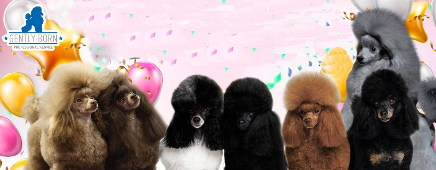 Джентли Борн