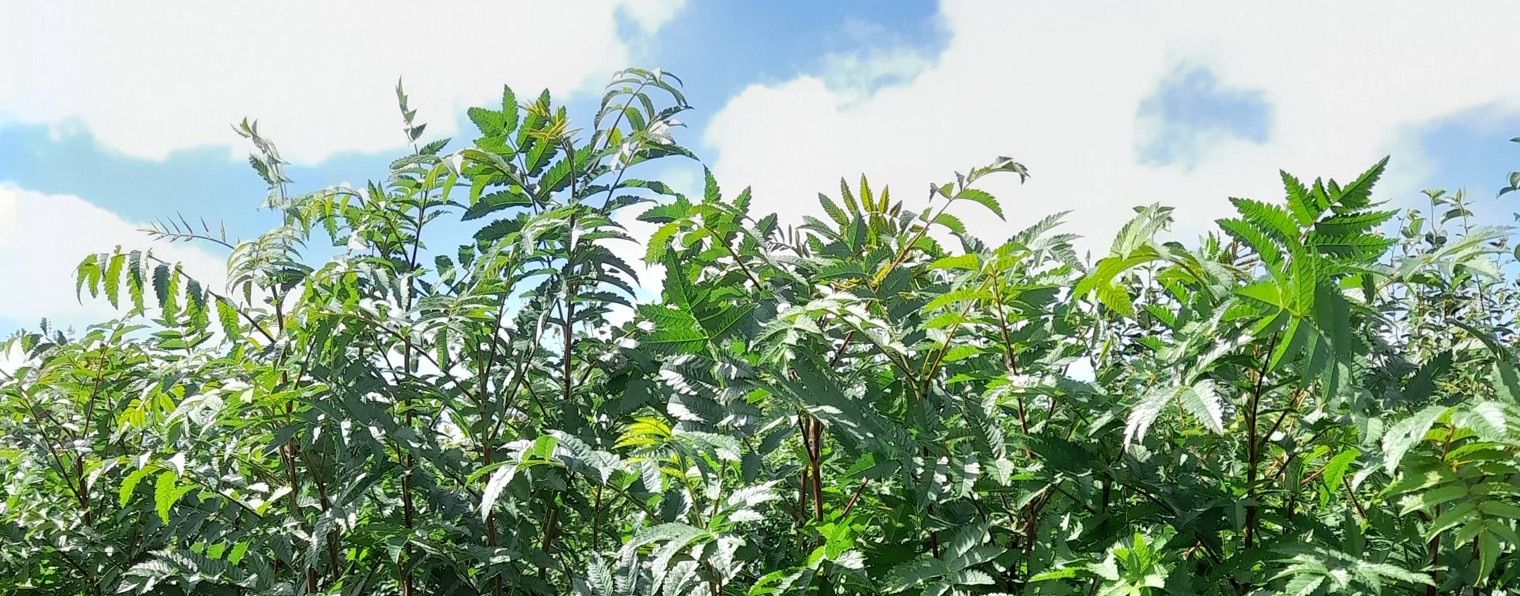 Один день из сельской жизни