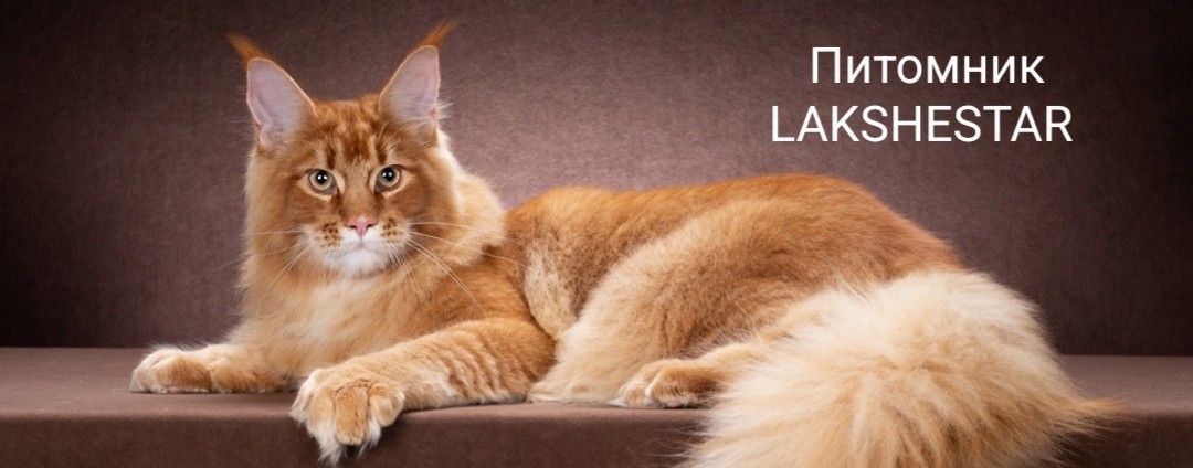 Lakshestar_maine_coon_cattery