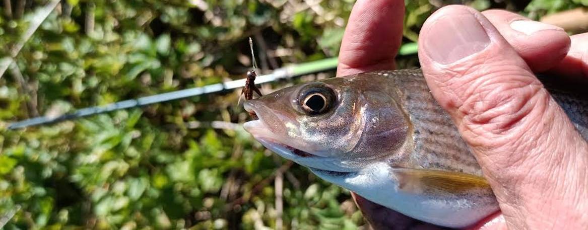 С тенкарой и не только...