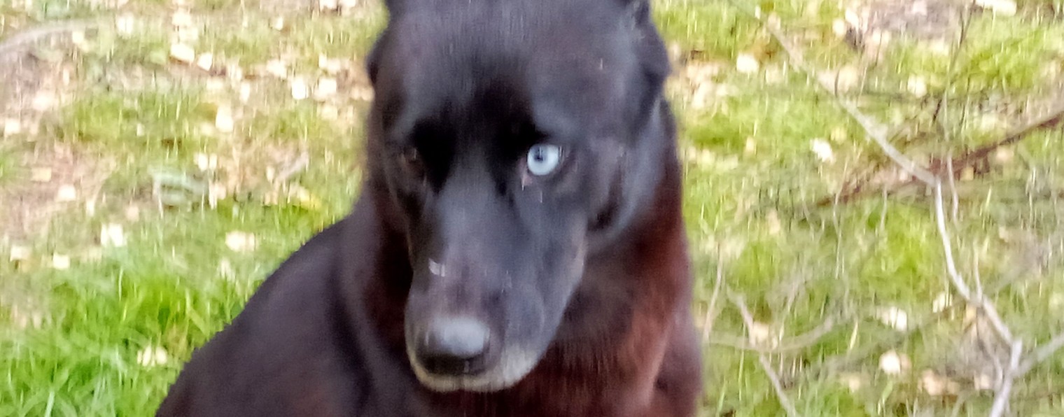 Крикер Убийца Демонов