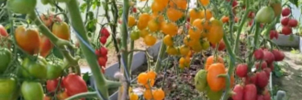 У Ольги из Тверской области