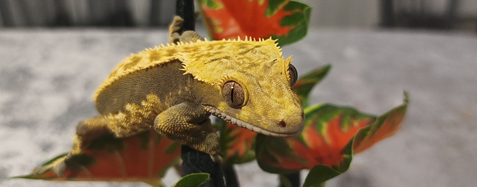 Ёжкин кот / Мини Ферма