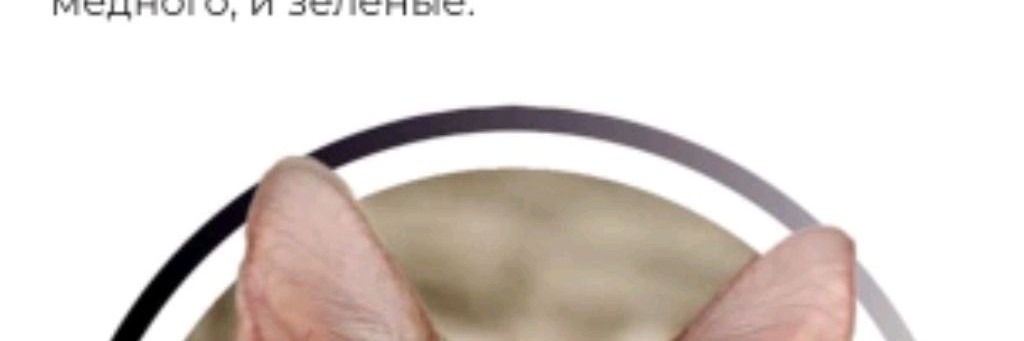 Ясуня