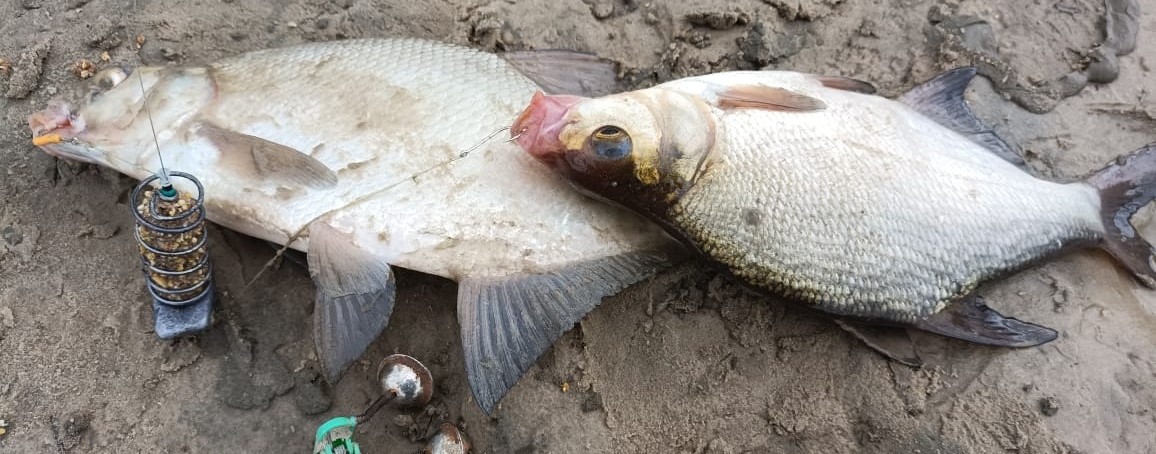 Александр–Волгарь.