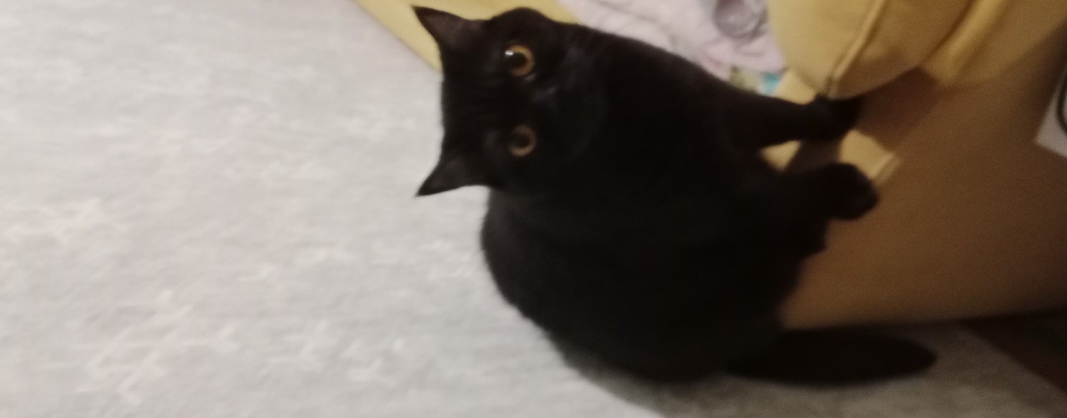 Кира (◡‿◡✿)💜😻🐈⬛