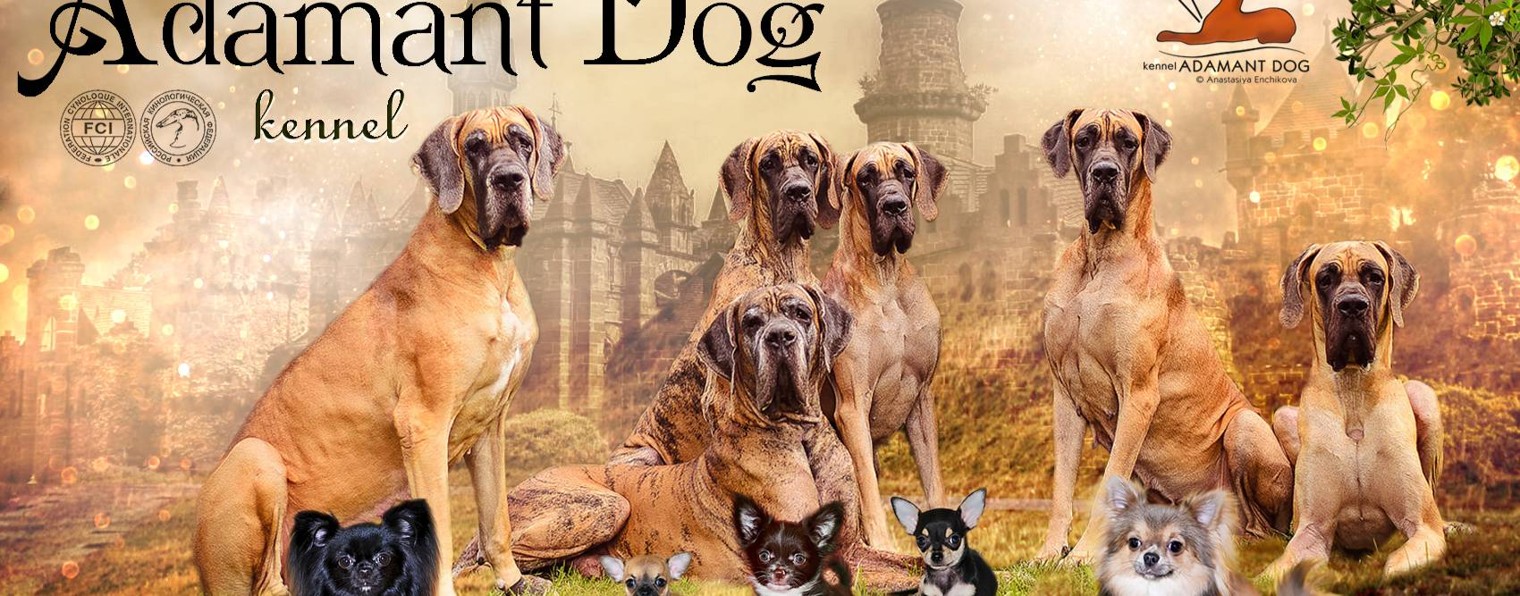 Питомник чихуахуа и догов "Адамант Дог"