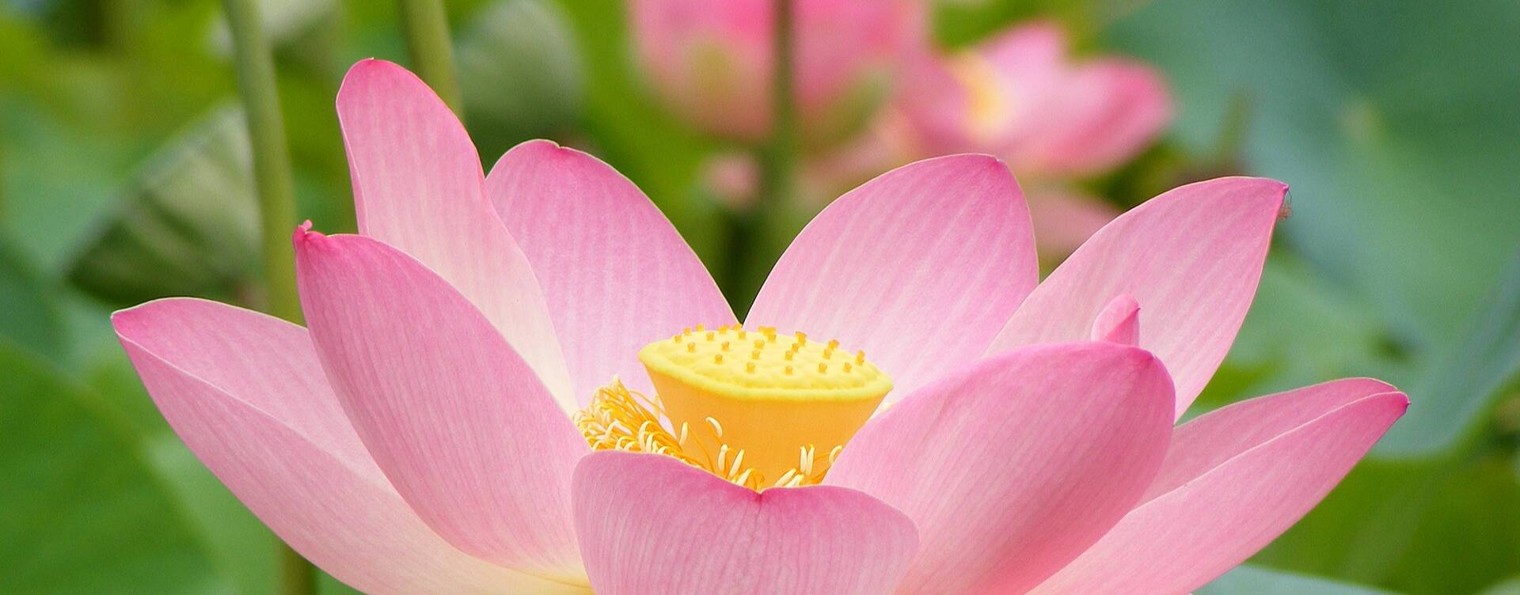 Аштанга йога в Краснодаре