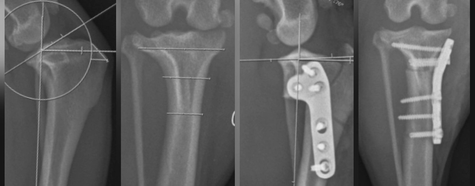 ВЕТЕРИНАРНАЯ КЛИНИКА БИОТА