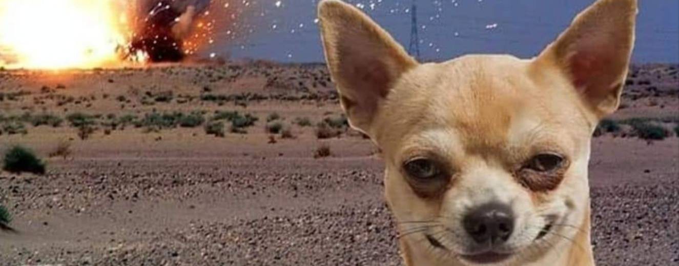 Смешные видео с животными