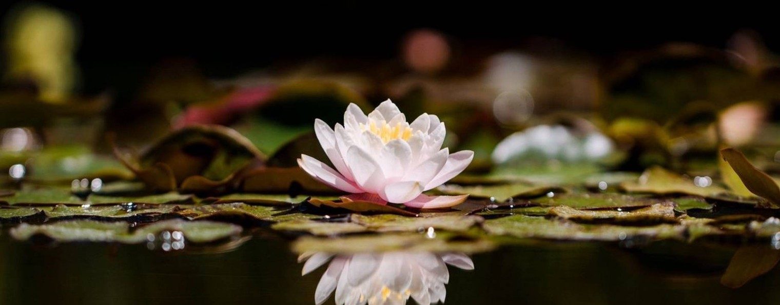 Сила в Правде