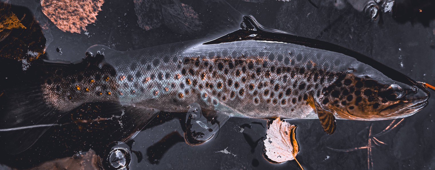 Дикая Рыбалка | В поисках запретной рыбы