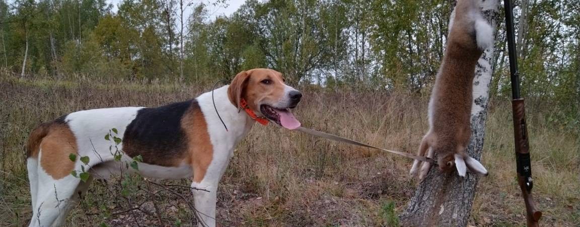 Светлана Кравченко. Охота с собаками.