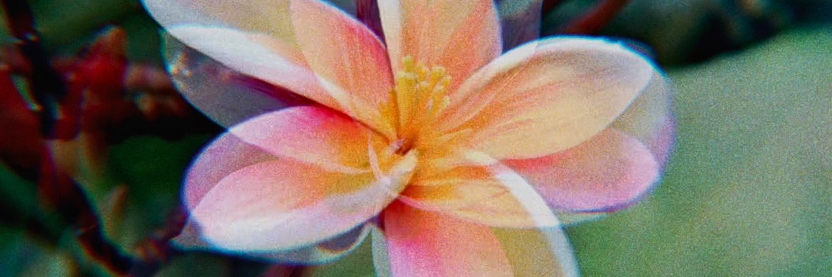 Аня Давыдова *Франжипанинг реальности