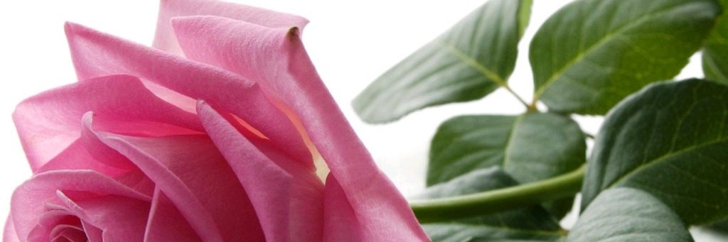 Любимые Блюда