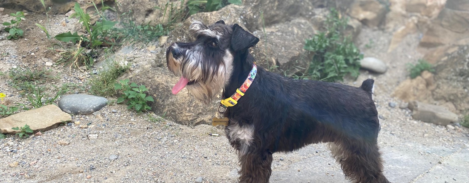 Цвергшнауцер по имени Дори