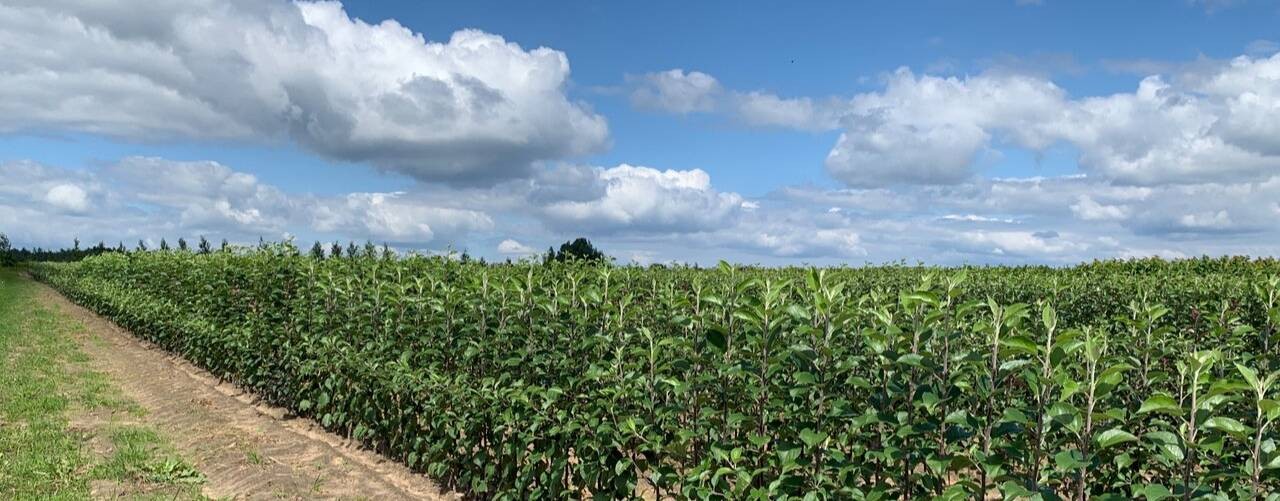 Плодопитомник Сад