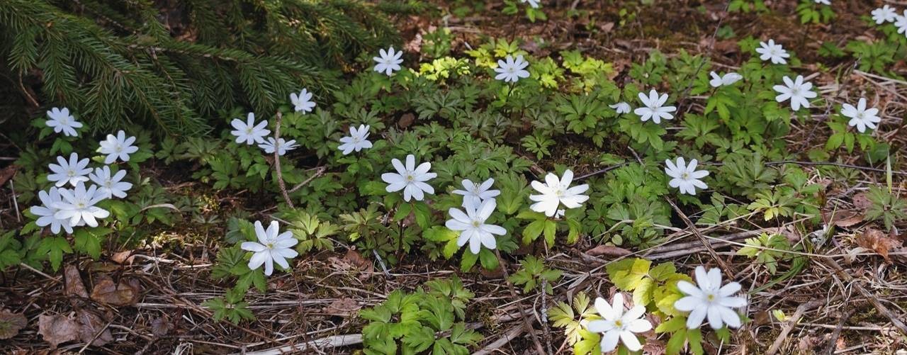 Мой омнибус