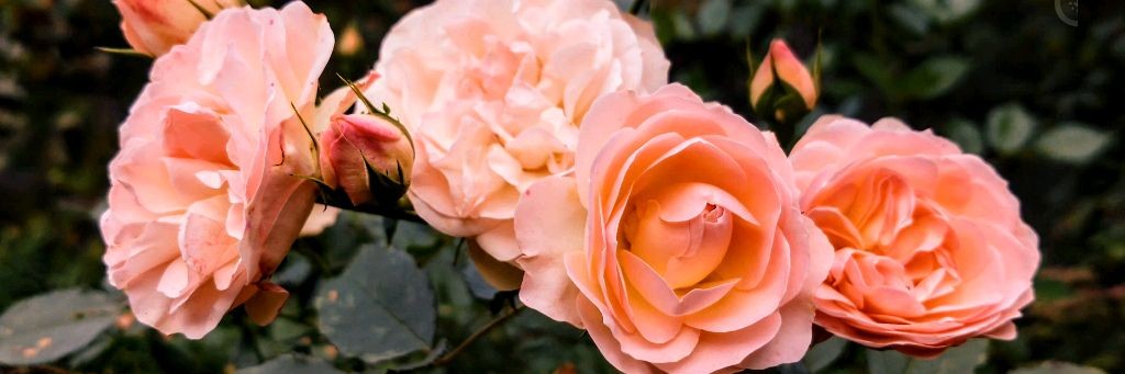 ЕРМОШИН АЛЕКСАНДР