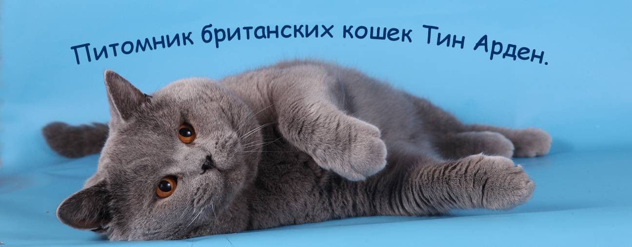 Британские кошки и котята.