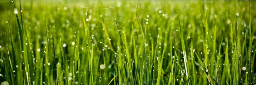 Сад "Свияжск"