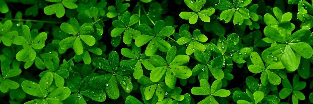 Леопольд Котофеевич