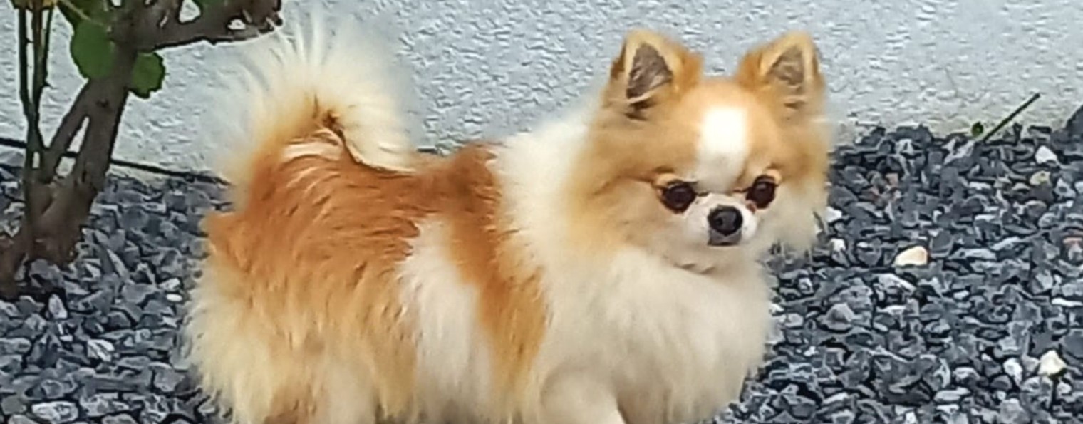 Чихуахуа в Анапе. Мини и стандарт