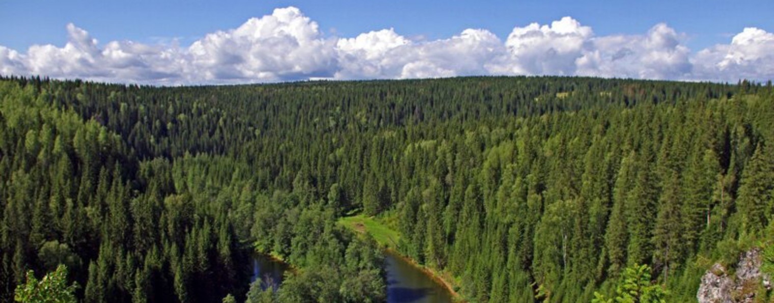 Охота с Лайками