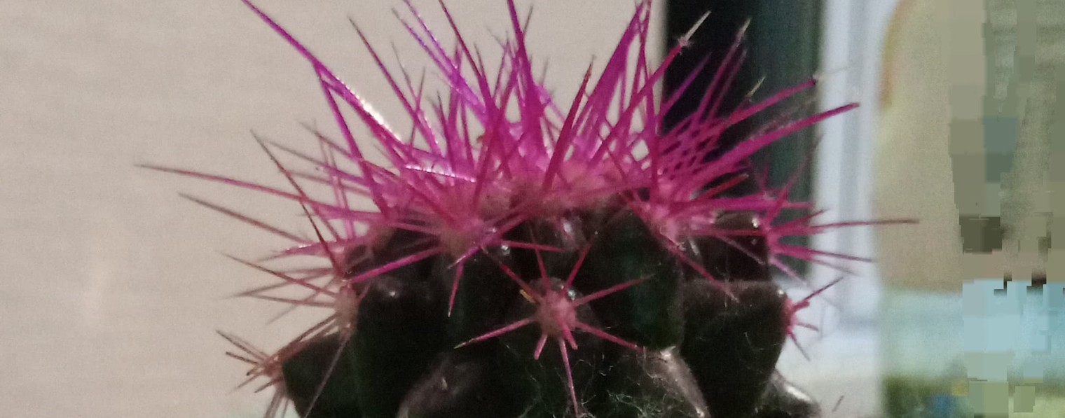 Мусик  и Лэйла и ещё