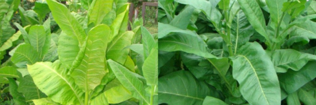 Табак, Копчения, И Всё Об Этом