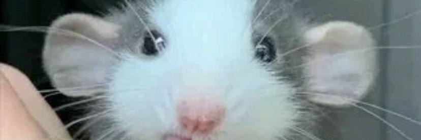 Крыса Дамбо