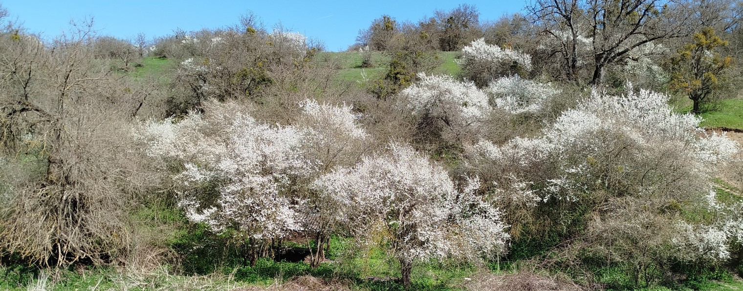 Leki Gilyr