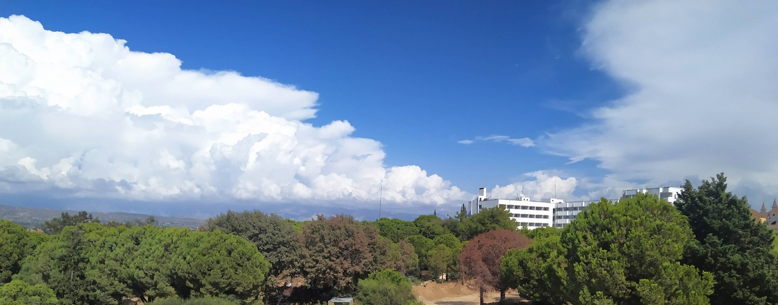 Еловик на пенсии.